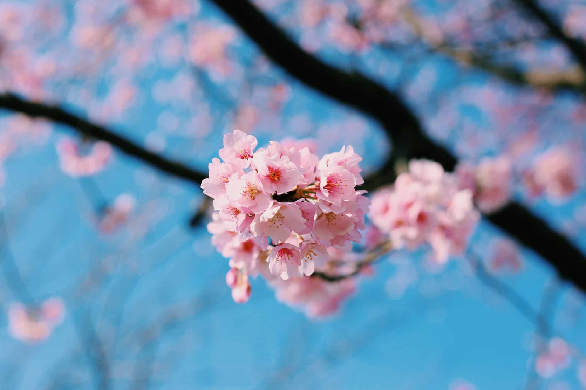 さくらのドメインでさくらインターネットから他社のレンタルサーバーに移転するときに必要なドメイン設定 - Miyuki Blog